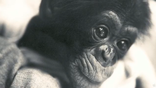 Chimp Effect: Project Nim's Animal Instincts - Interview Magazine